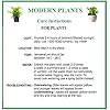 Modern Plants Live Pilkhan/Ficus virens/Pakad tree Very Beneficial ...