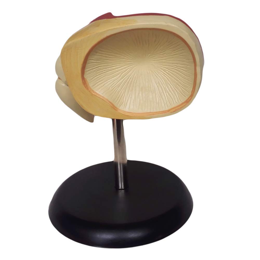 Educational Model Mini Cochlea Model Anatomical Cochlea Ear Model Human ...