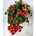 Amazon.com : 30+ Dwarf Red Robin Tomato Seeds, Heirloom Non-GMO, Sweet ...