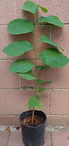 Atemoya tree - How to grow & care