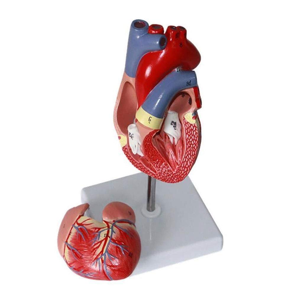 Buy Human Anatomical Model Human Life Size Heart Models And Stand ...