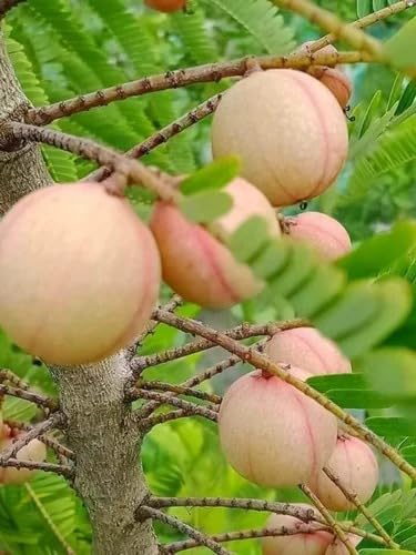 GOLDEN BLOOM Original Thai Grafted Red Amla Fruit Plant : Amazon.in ...