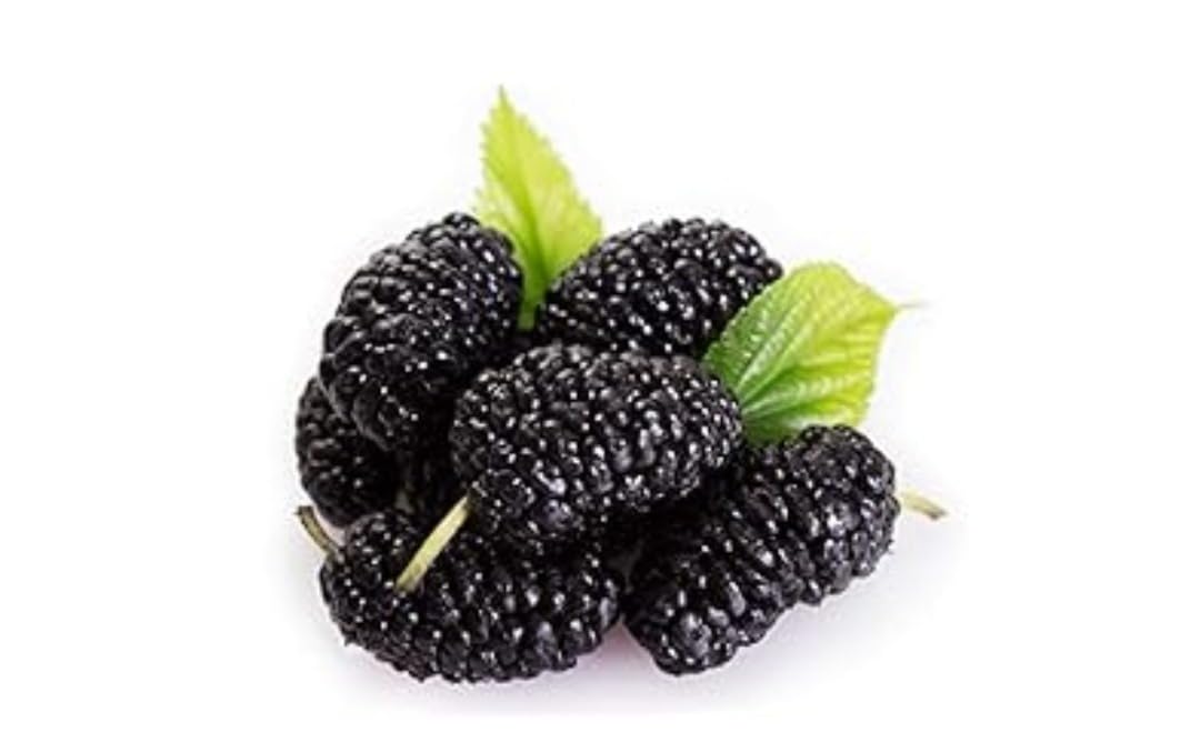 Fresh Mulberry,Fresh,125 Gram : Amazon.in: Grocery & Gourmet Foods