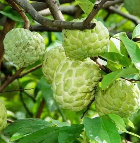 Shopaholic Hybrid Custard Apple Super Green Kastart appil Sitaphalam ...