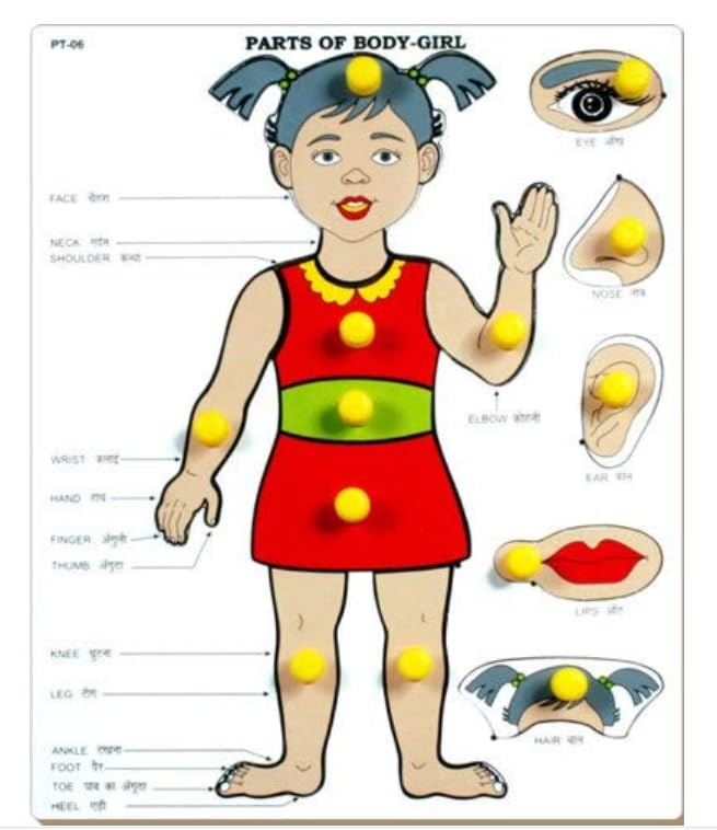 V S India Body Parts of Girl - Pack of 1 : Amazon.in: Toys & Games