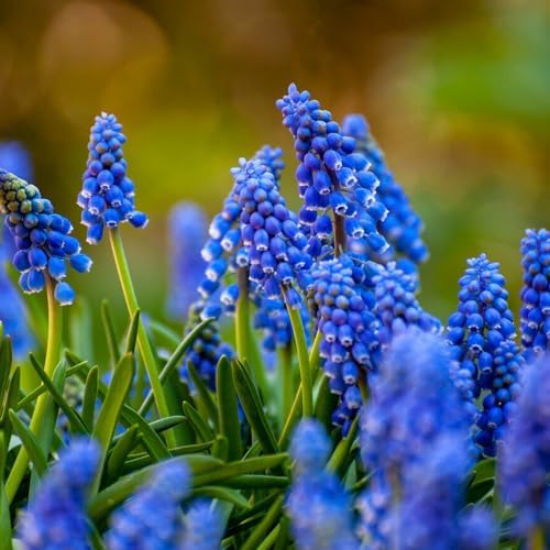 Carbeth Plants - 30 x Hyacinth Blue Trophy Spring Bulbs - Highly ...