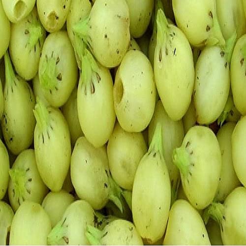 SPH® - Mahua - Madhuca longifolia - Illipe- Dried Flower Oil - 100% ...