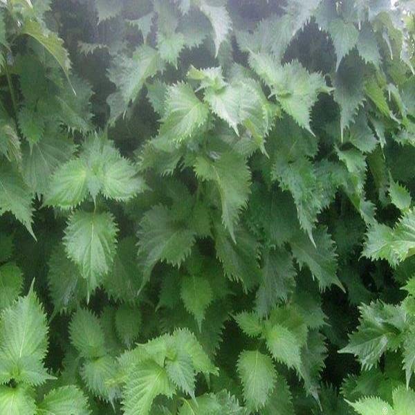 Amazon.com : The Gardening World 100 Green SHISO Seeds Authentic AO ...
