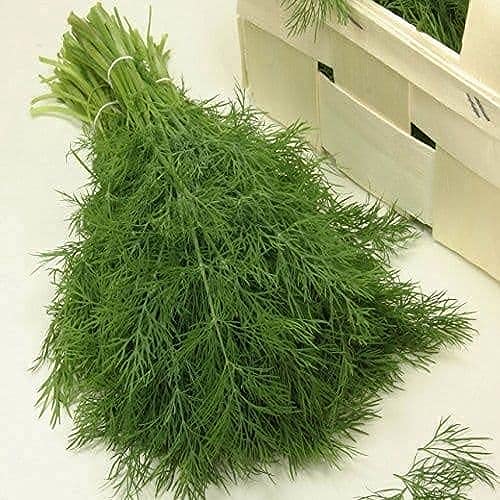 SRI SAI FORESTRY Organic Soya Saag Seeds, Dill leaves, Shepu, Shepuchi ...
