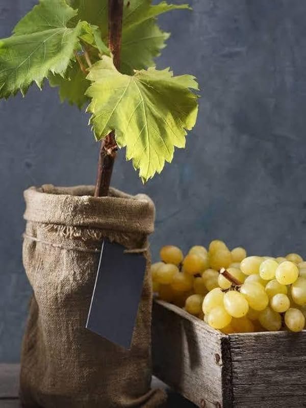 Natural "Crimson seedless grapes Fruit plant "Grafted hybrid - 2 ...