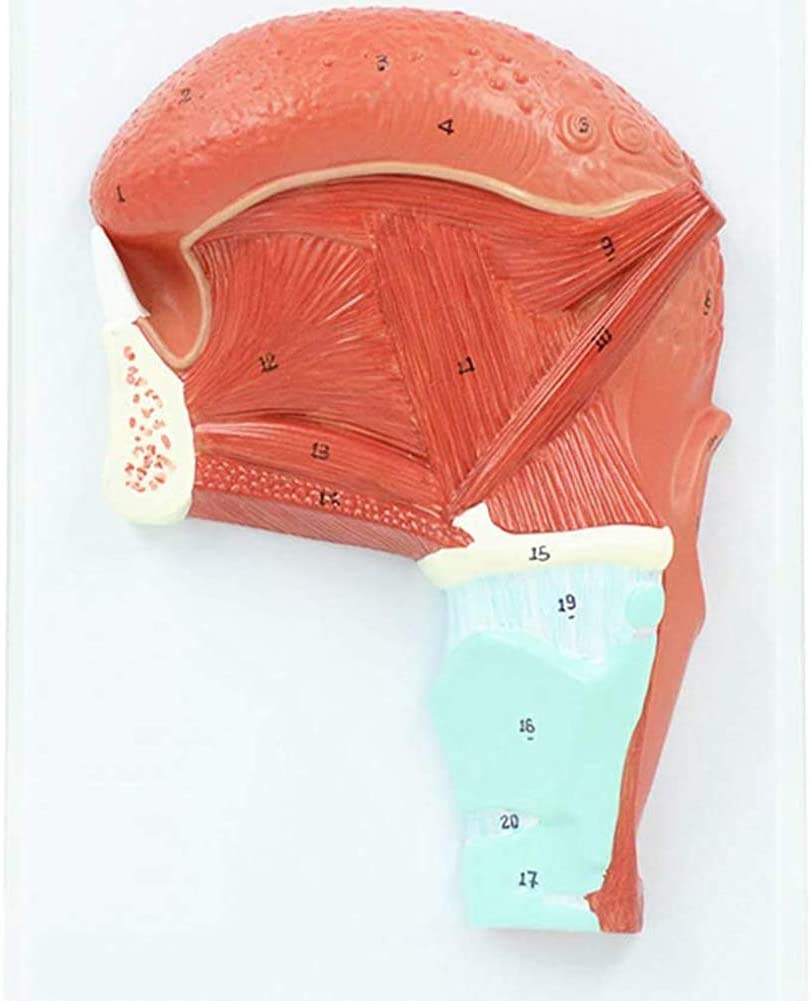 Anatomía De La Lengua Humana