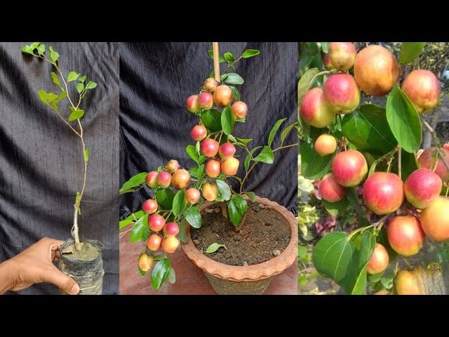 Cloud Farm Red Kashmiri Sinduri Apple ber plant Hybrid and Grafted Live ...