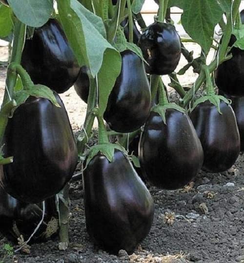 Healthy Vibe Green Brinjal Live Baigan Natural For home Gardening ...