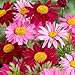 Amazon.com : 1000+Pyrethrum Seeds for Planting -Pyrethrum Flower Seeds ...