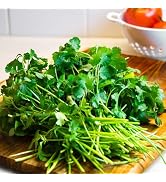 Amazon.com : Slow Bolt Cilantro Seeds for Planting – Heirloom, Non-GMO ...