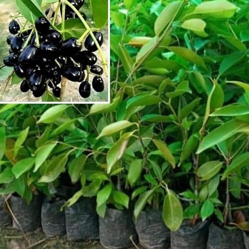 MITU Seedless Black Jamun Jambolan Variety Fruit Grafted Live Plant ...
