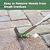 Amazon.com : Berry&Bird Long Handle Crack Weeder, 63" Stainless Steel ...