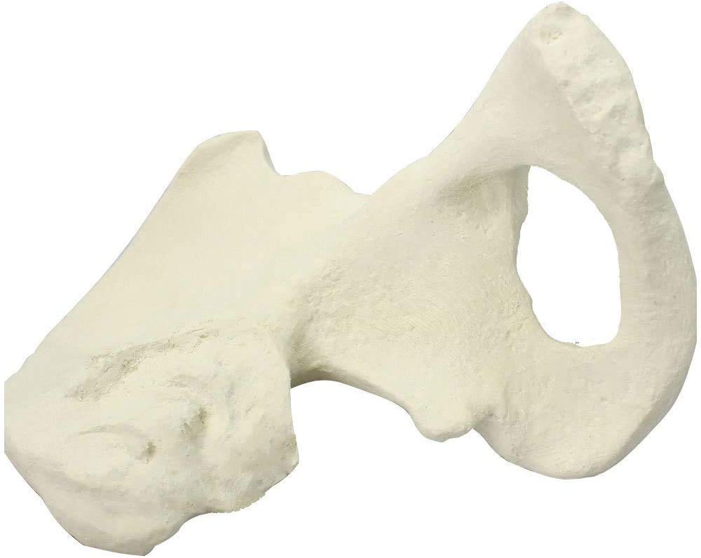 Model Of Hip Bone Model Simulated Bone Model Of Human Hip Bone model-of-hip-bone-model-simulated-bone-model-of-human-hip-bone