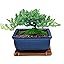 Amazon.com: Live Dwarf Juniper Bonsai Tree 7 Year Old with Hand-Made ...