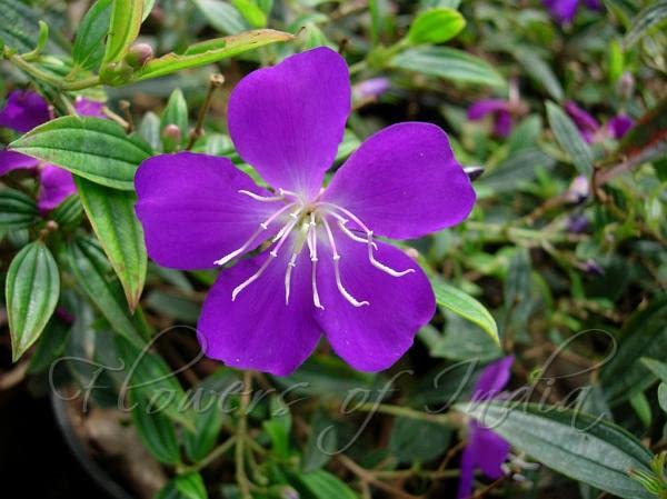 BEGUM BAHAR FLOWER LIVE PLANT 1 : Amazon.in: Garden & Outdoors