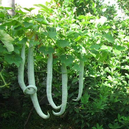 Pudalangai Seeds/Snake Gourd Seeds (5 Seeds) + 500g Compose Fertilizer ...