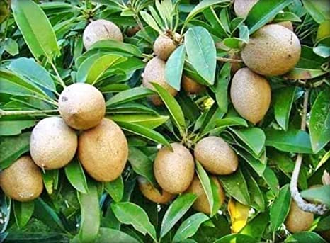 Rare Kalapati Variety Sapota Live Plant, Chikoo, Chiku,Sobeda (Grafted ...