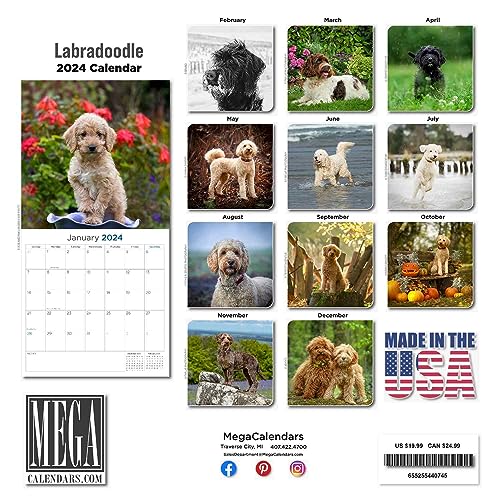Snapklik.com : Labradoodle Calendar 2024 - Dog Breed Wall Calendar
