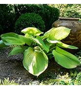 Amazon.com : Floranza Hosta Seeds – 200 Blue with Metallic Shine Hosta ...