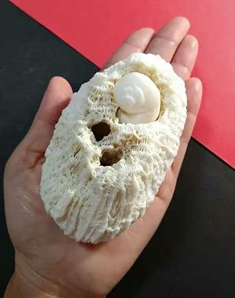 Amazon.co.jp: In the Coral Reef Keon Ishikabra Seashell Power Stone ...