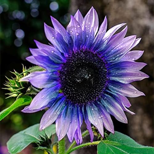 Sunflower Sonnenblumen Hack – Die 15 besten Produkte im Vergleich ...