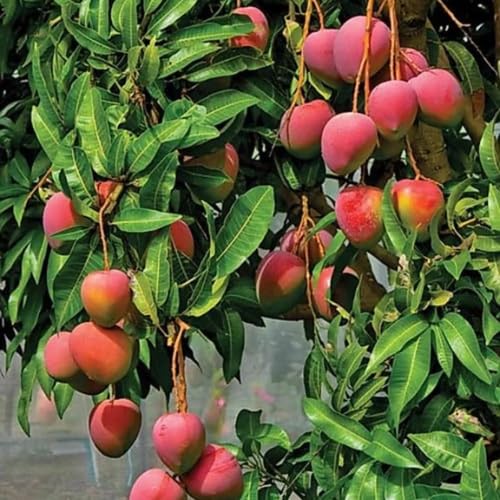 Kent Mango Tree 2 4 Feet Grafted Live Fruit Tree | Desertcart INDIA