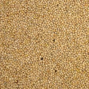 Bamfords 20kg WHITE MILLET SEED WILD BIRD FOOD CAGE BIRD FOOD : Amazon ...