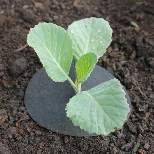 Pack of 30 - Biodegradable Cabbage Collars - Protects Cabbages and ...