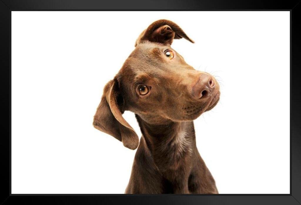Weird Dog Breed Mixes