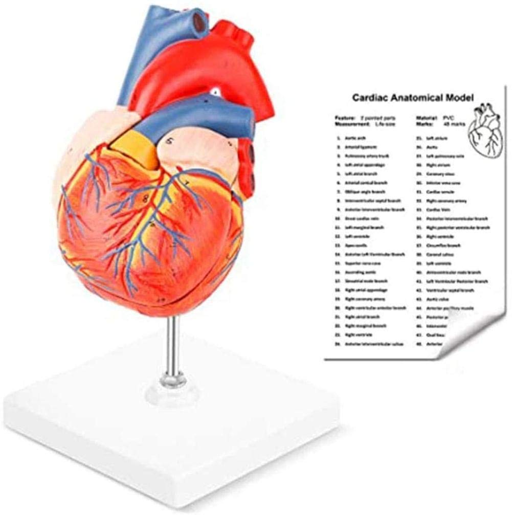 Buy WOHAO Medical model and textbook 1:1 Human Heart Model - Genuine ...