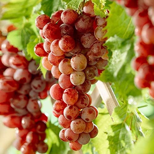 Grape Plant 'Suffolk Red' Vitis Plants in a 9cm Pot - Grape Vine for ...