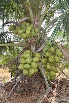 Buy Aiden Gardens Rare Hybrid Coconut s"Gowly" Dwarf Cocos nucifera ...