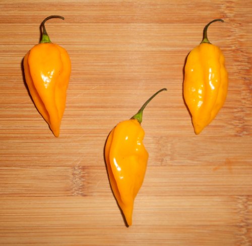 Fatalii Chili – Die 15 besten Produkte im Vergleich & Angebote ...