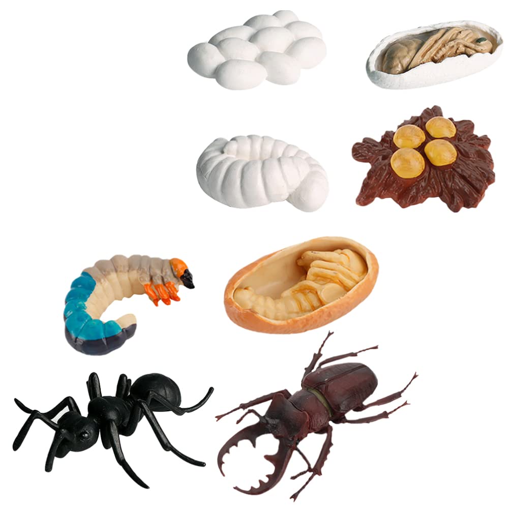 Vosarea 8pcs Insect Life Cycle Stag Beetle Growth Cycle Toy ...