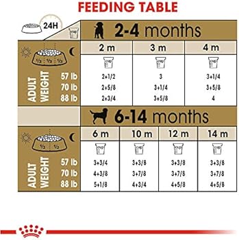 How Much Food To Feed A Labrador Retriever Puppy