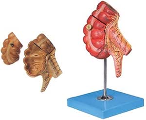 Amazon.co.jp: Human Body Organ Model, Cecum and Appendix Model ...
