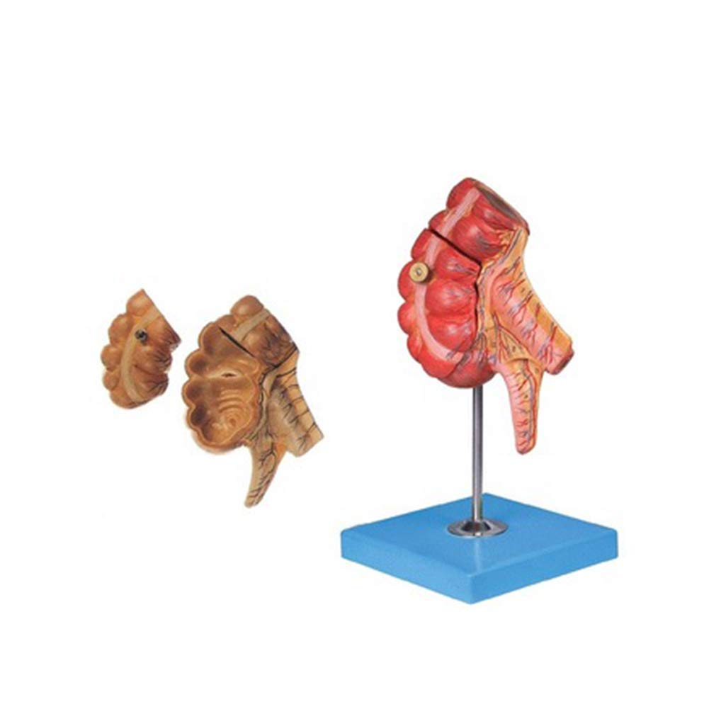 Anatomy Of Human Body Appendix