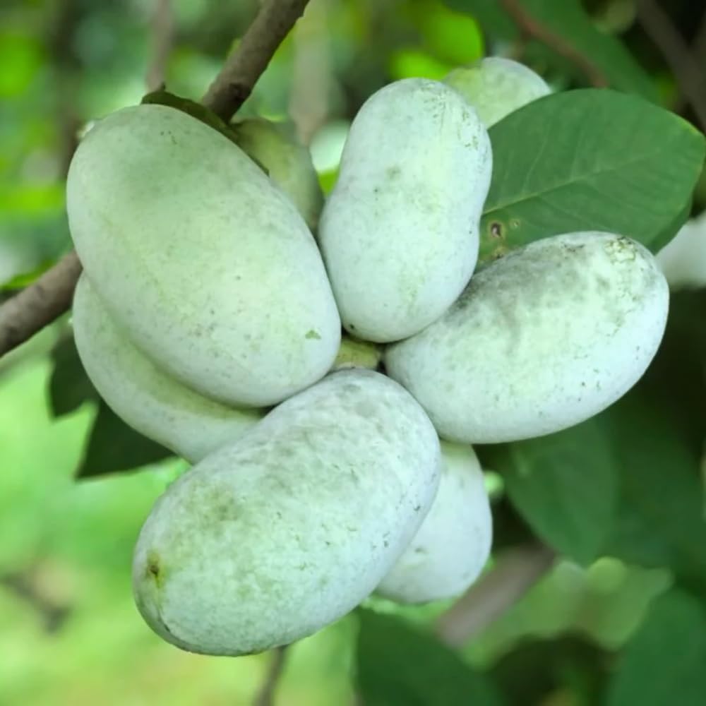 Amazon.com : Pack 3 Pawpaw Trees Live Plants, 1 Year Old Paw Paw 7 to ...