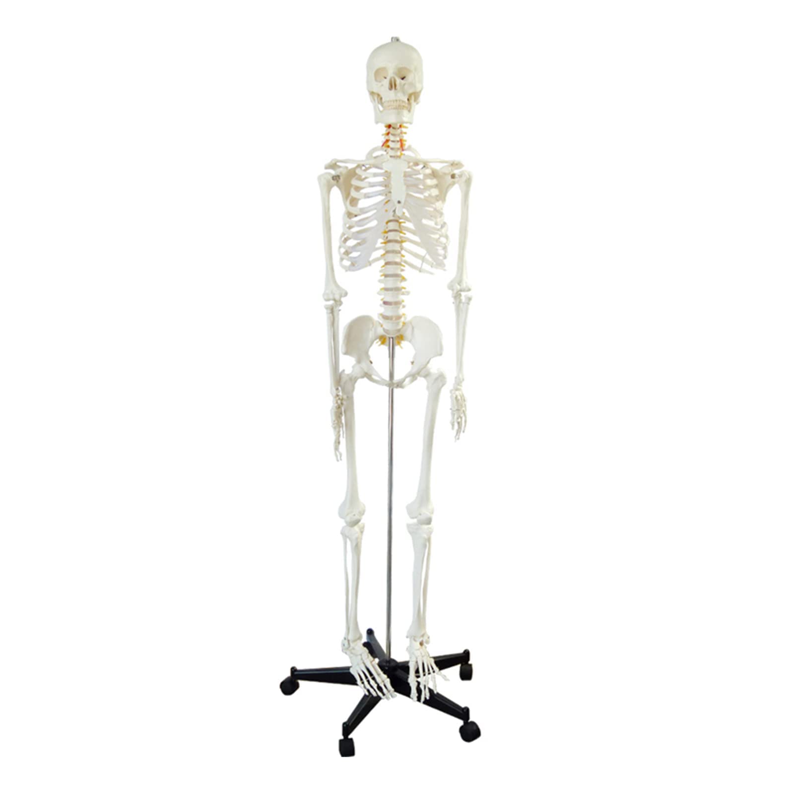 Buy JRZTC Human Skeleton Model - Life Size Skeletal System Model - 70 ...