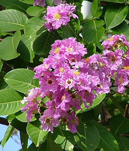jarul sapling plant, taman, lagerstroemia speciosa : Amazon.in: Garden ...