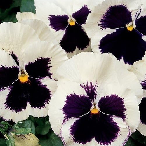 Amazon.com: Outsidepride 1000 Seeds Perennial Viola Admiration Purple ...