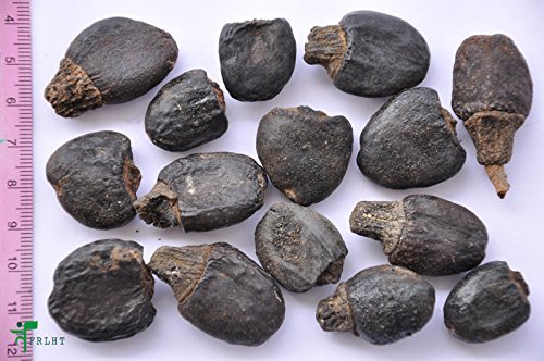 Amazon.com : BILAWA SEEDS Semecarpus Anacardium Bhilawa Ayurveda WHOLE ...
