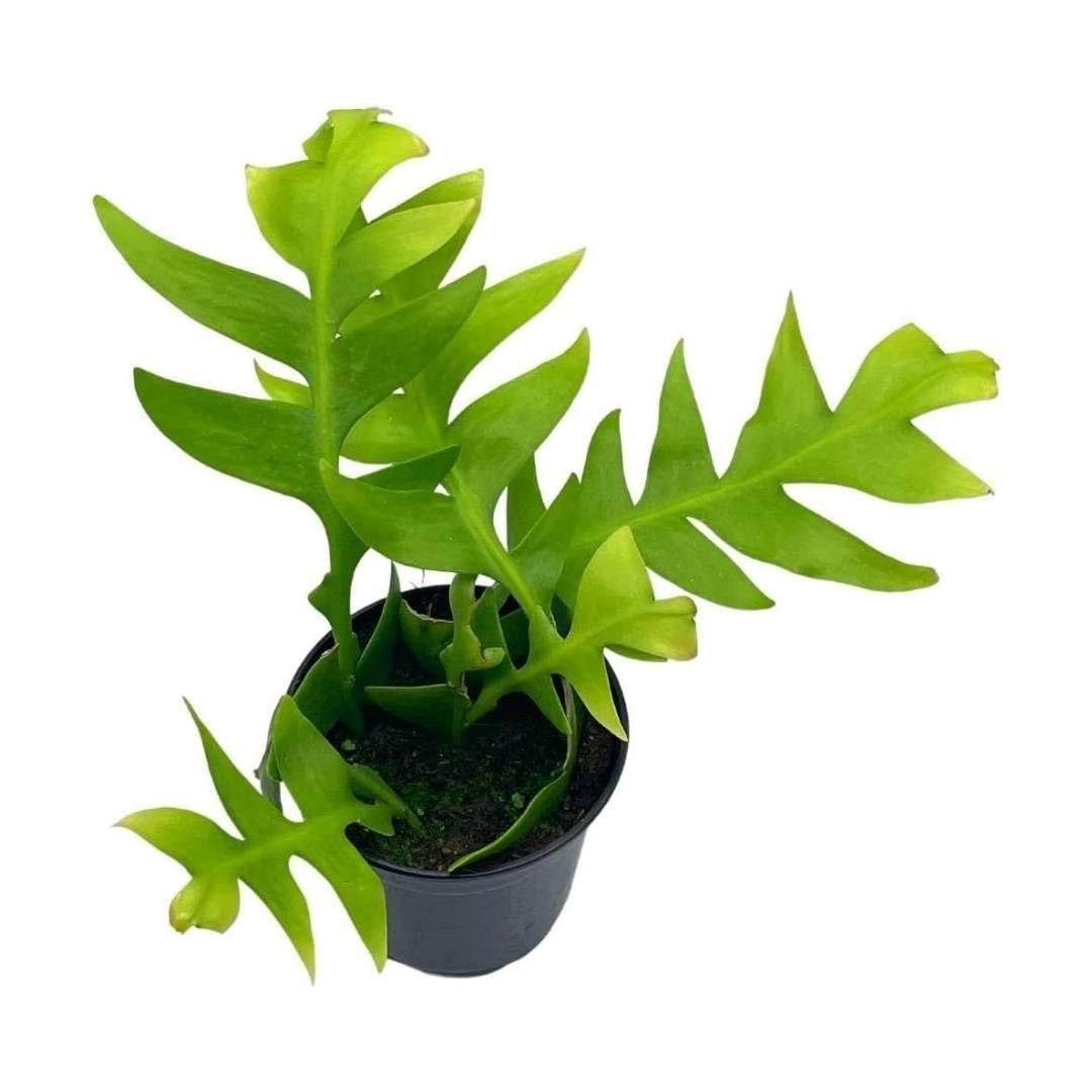 Amazon.com : BubbleBlooms Sharktooth Fern in a 4 inch Pot Selenicereus ...
