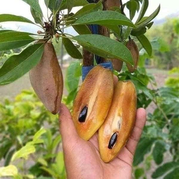 DIARAA Long Chiku fruit plant | Hybrid All Seasons Grafted THAI Variety ...