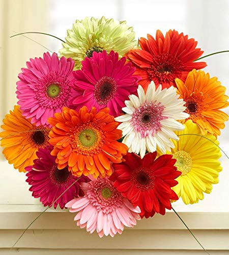 Audbhidhi Seeds | Gerbera Flower Seeds Hybrid Mixed | Gerbera Seeds ...